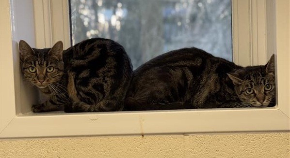 Lily (and Honey) | Blue Cross