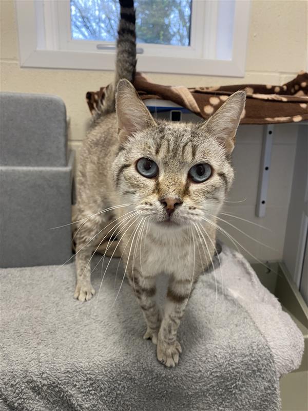 Cesar | Blue Cross
