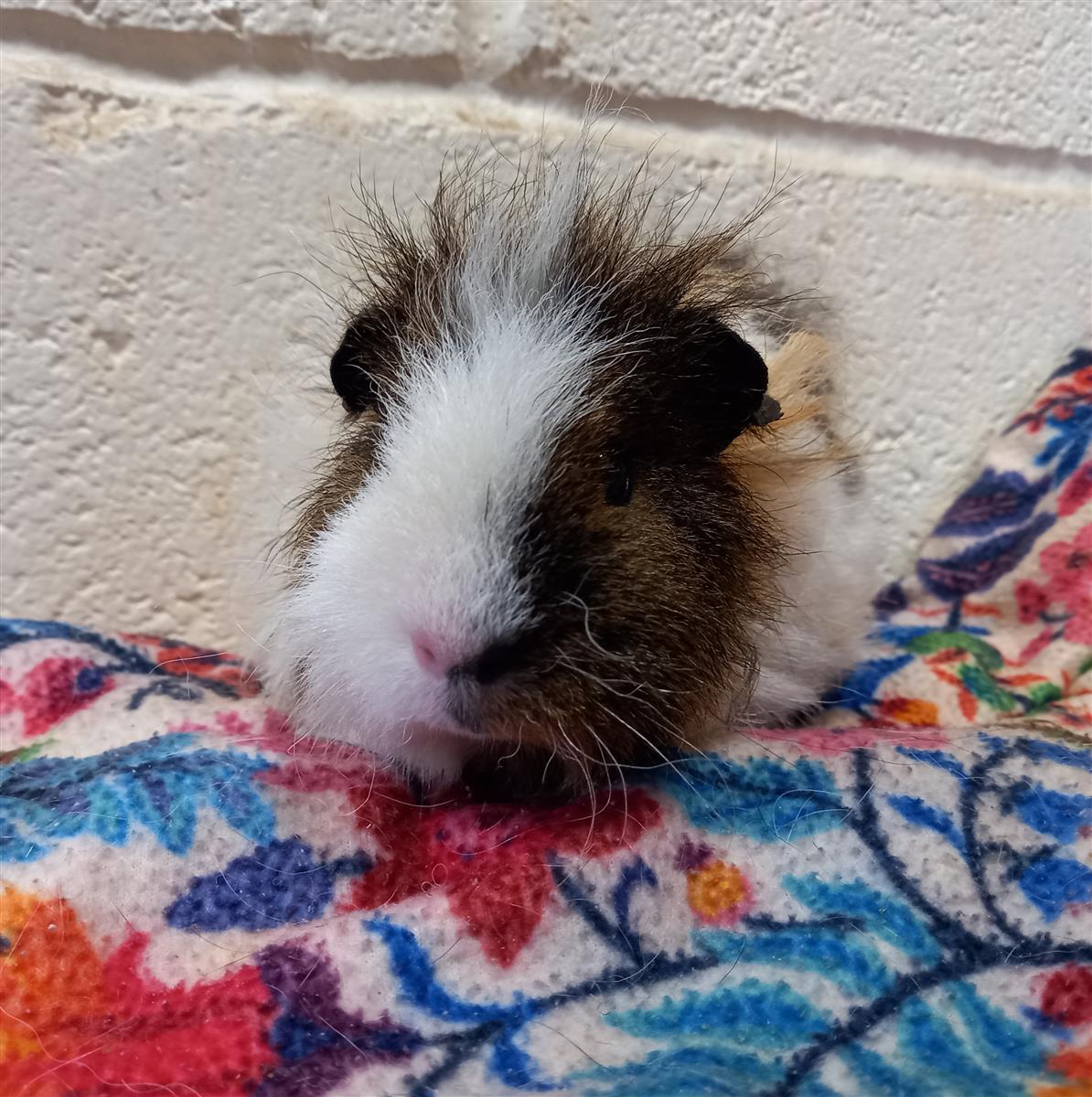 Tobias | Blue Cross