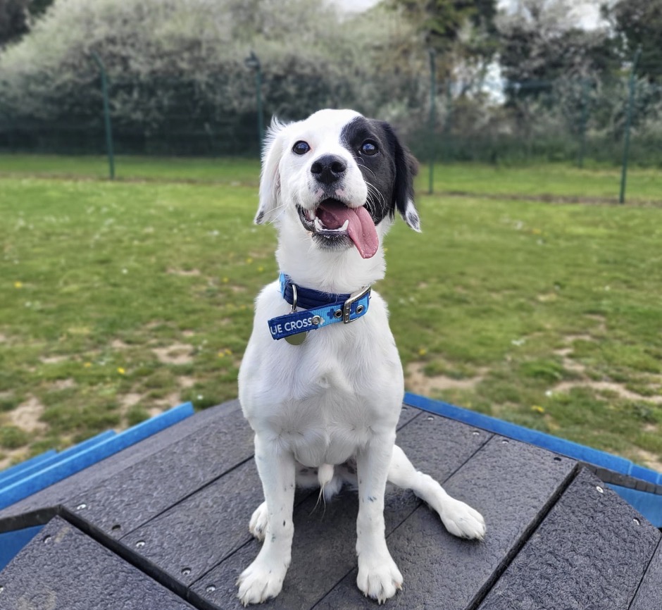 Toby | Blue Cross