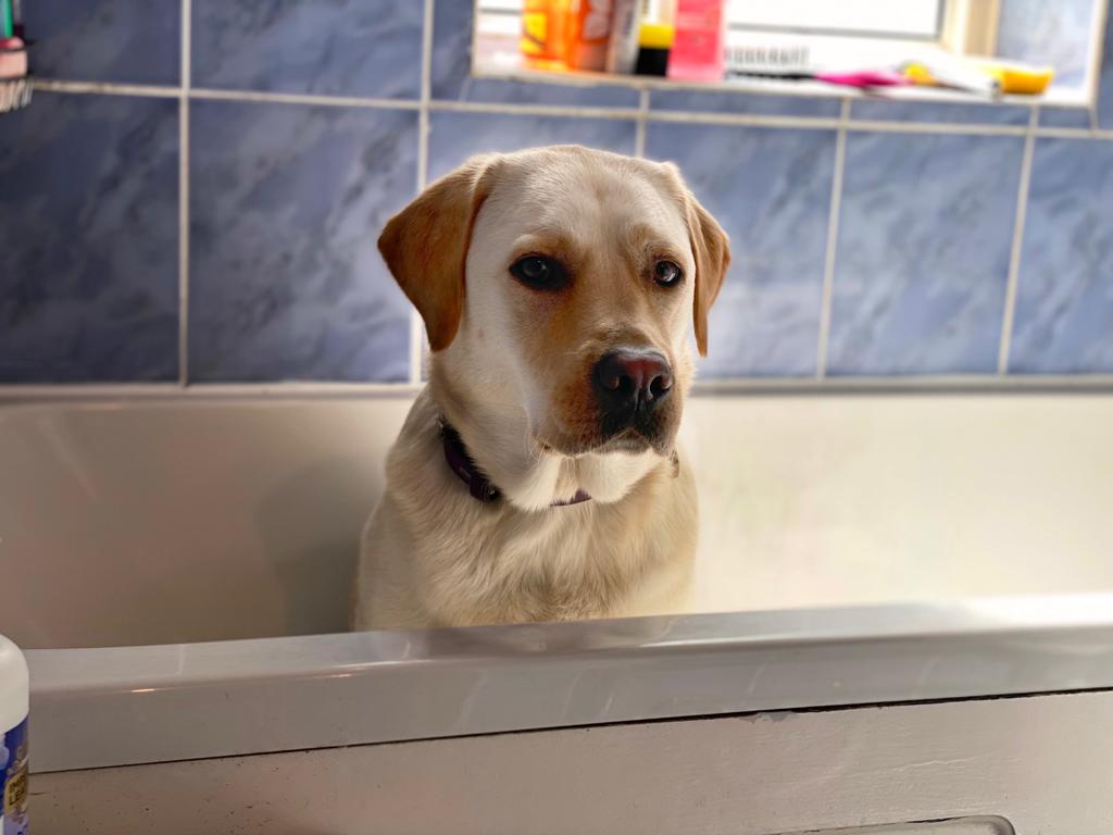 How Often Should I Wash My Labrador Puppy