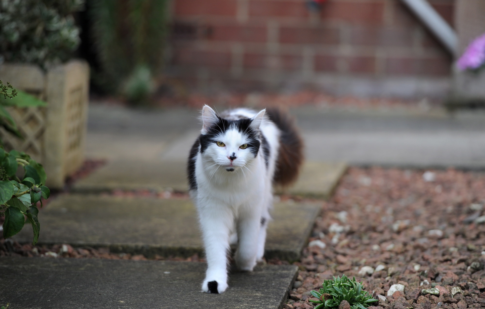 Happy ending for TV show's stray kitten | Blue Cross