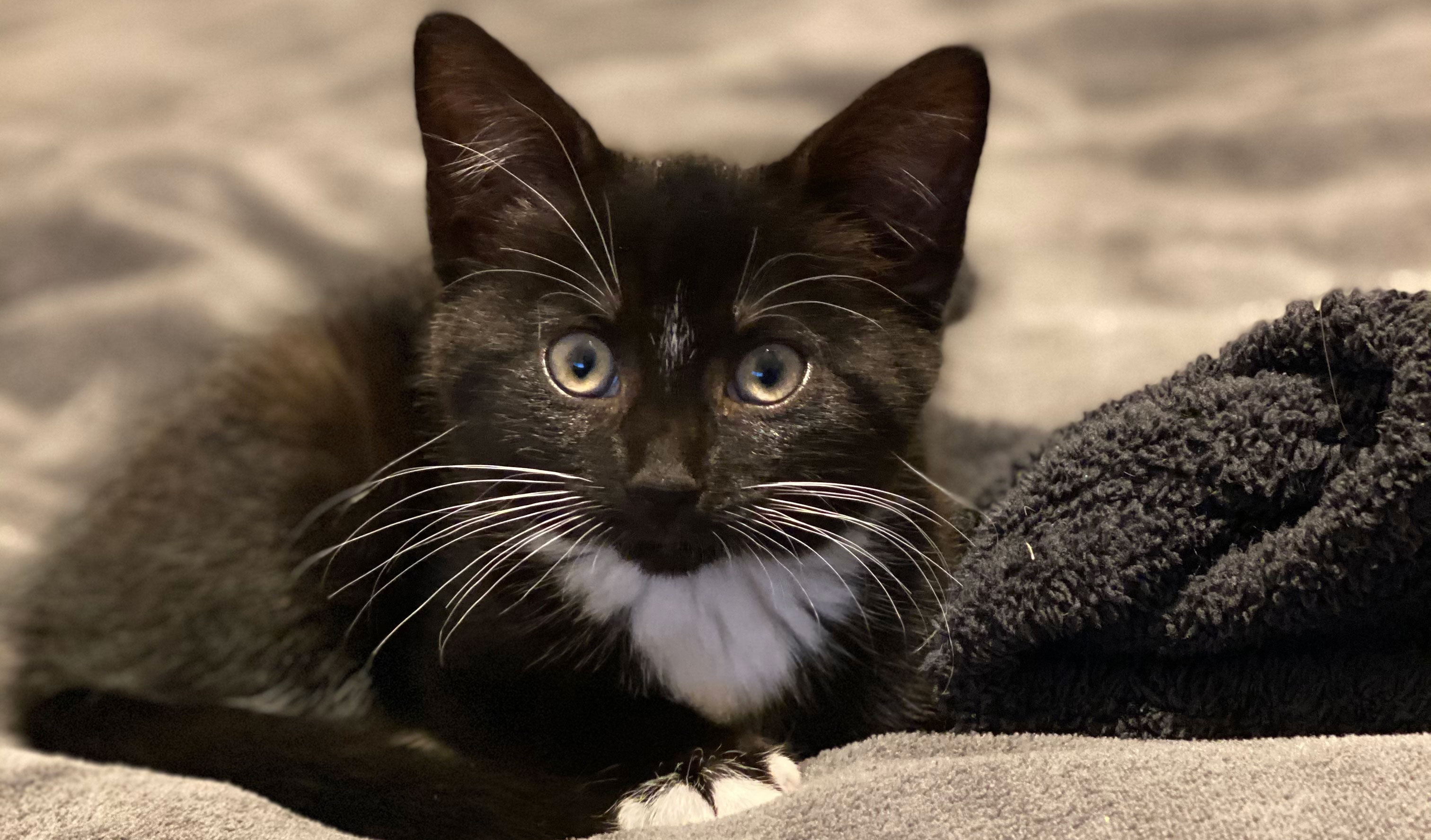 Bin kitten's fresh start | Blue Cross