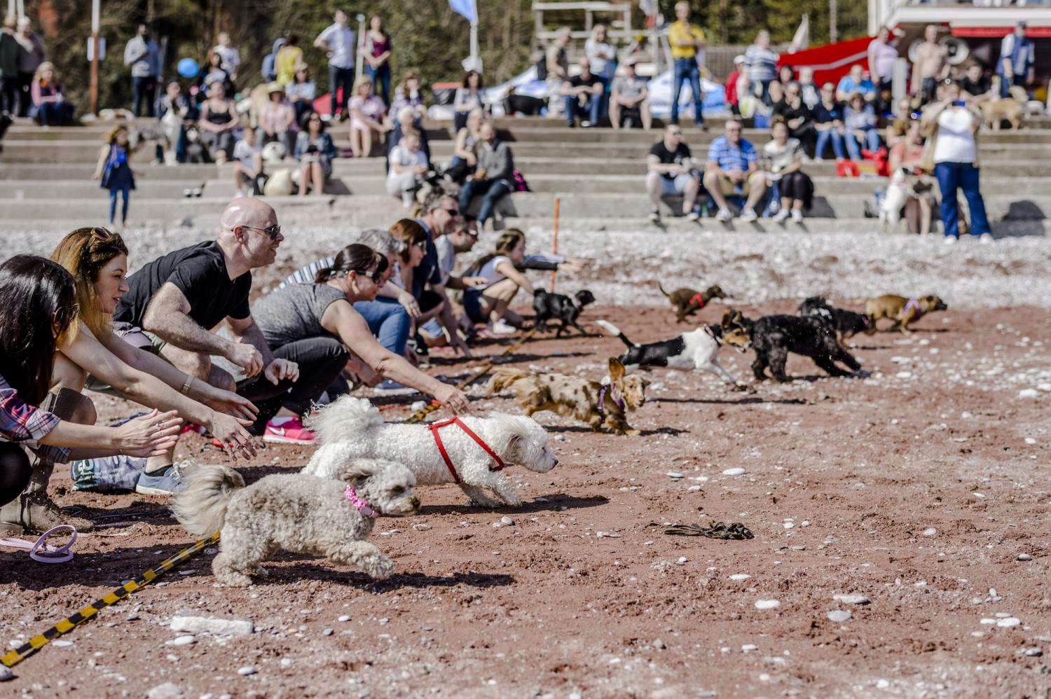 Calling all canines and humans of Torbay: Blue Cross Oddicombe Dog Day ...