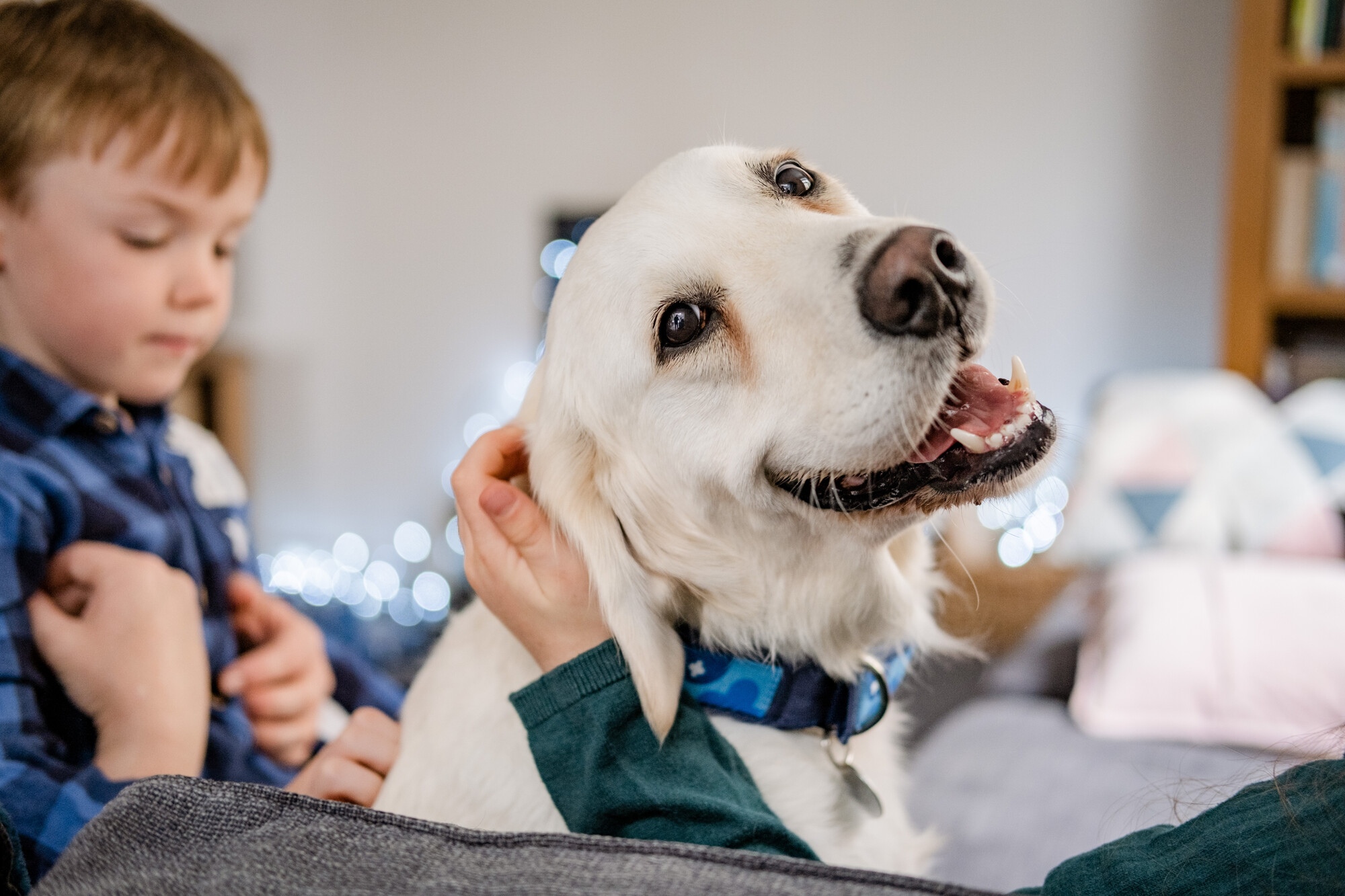 Backyard Breeders Dump Sick Dog | Blue Cross