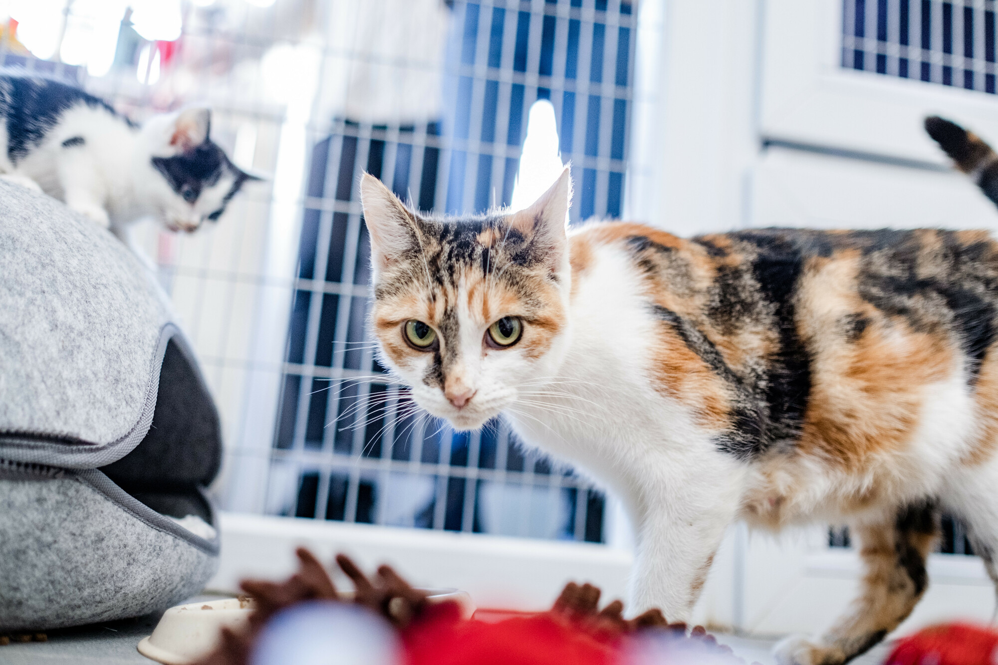 Mum and Kittens Abandoned | Blue Cross