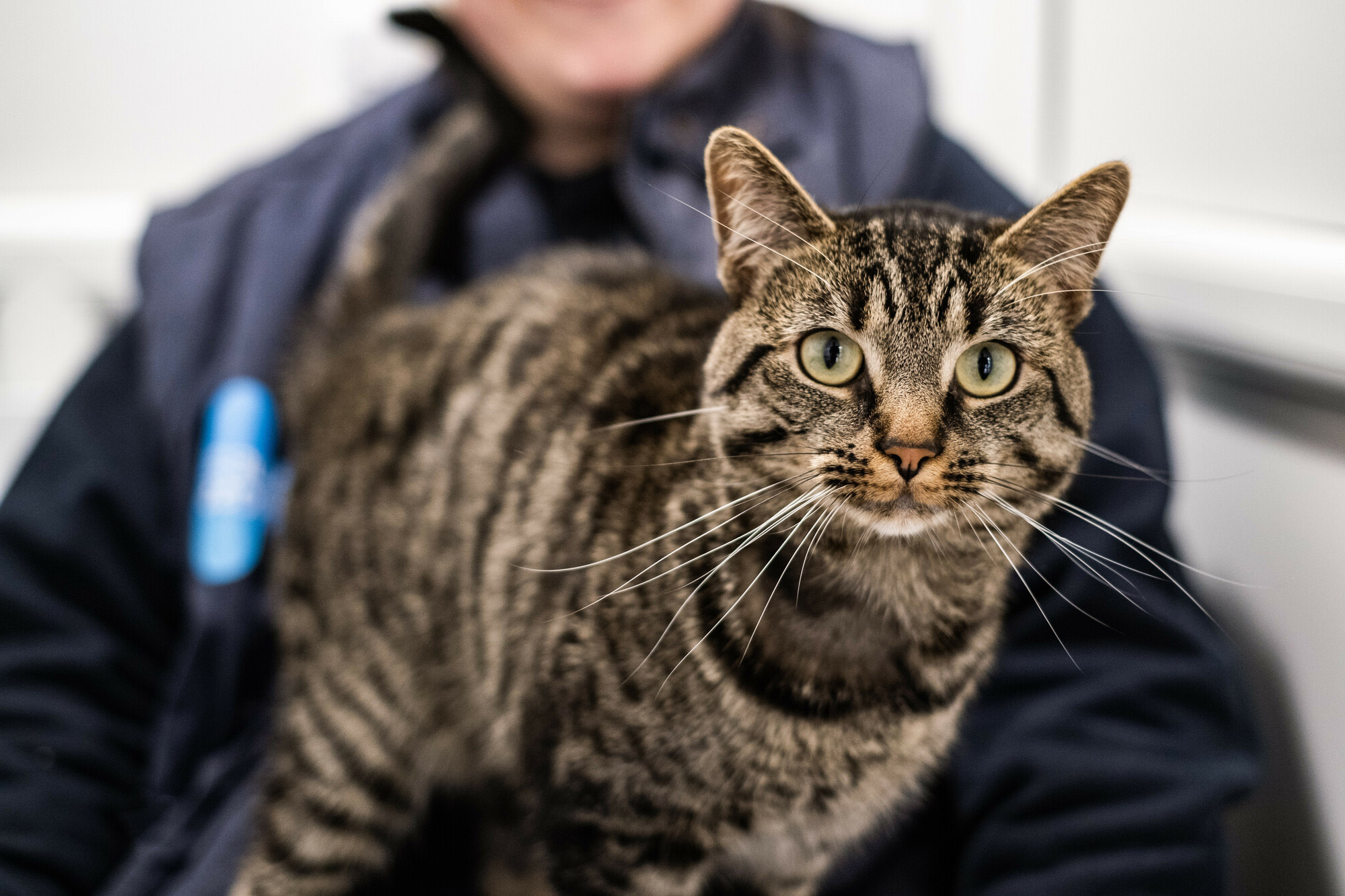 Bullied cat Lizard now safe and loved | Blue Cross