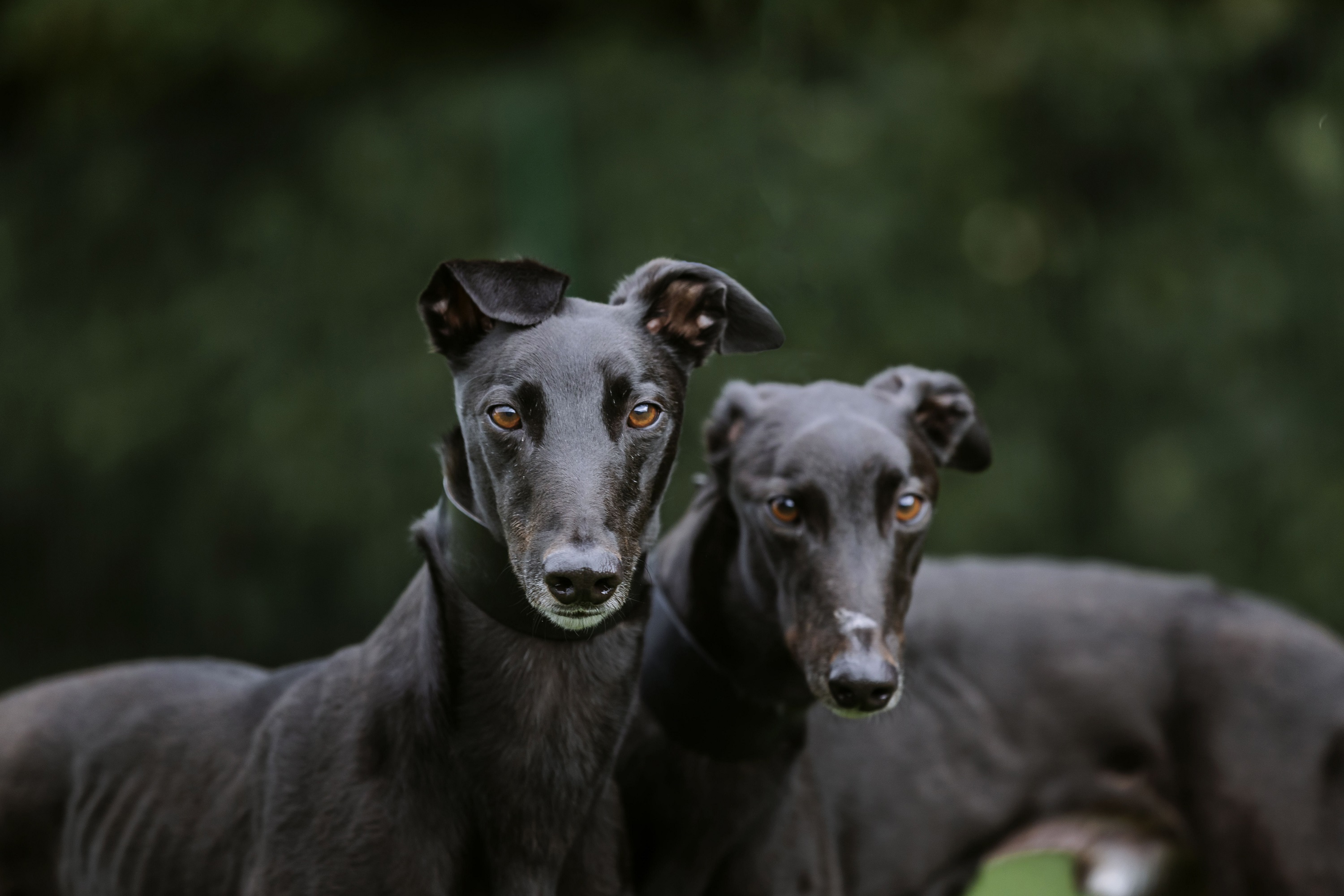 GREYHOUND RACING INJURY AGONY OVER FOR RASCAL | BLUE CROSS