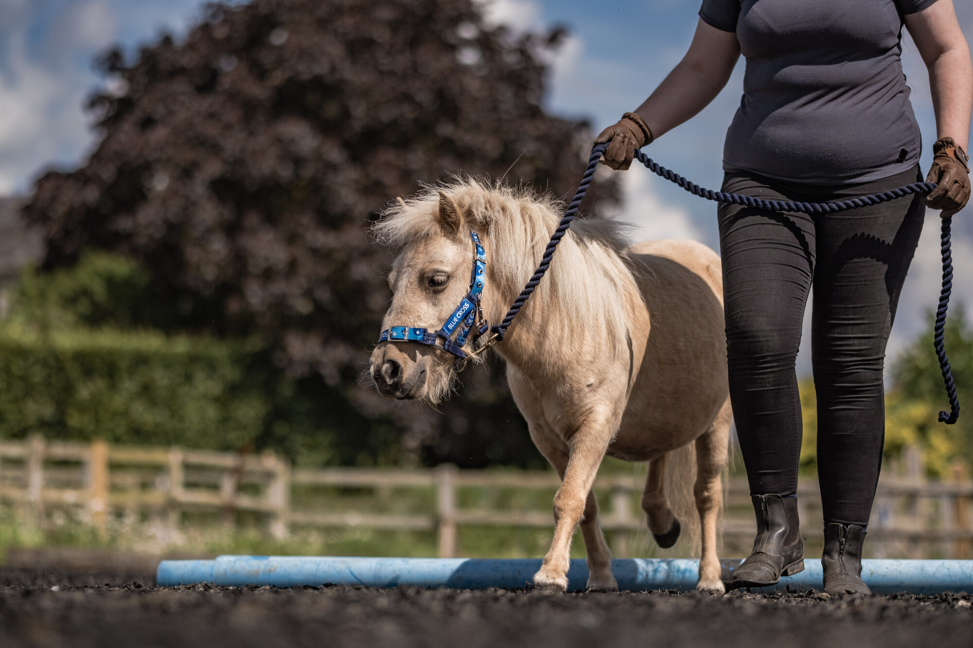 How to Start Training your Horse | Blue Cross