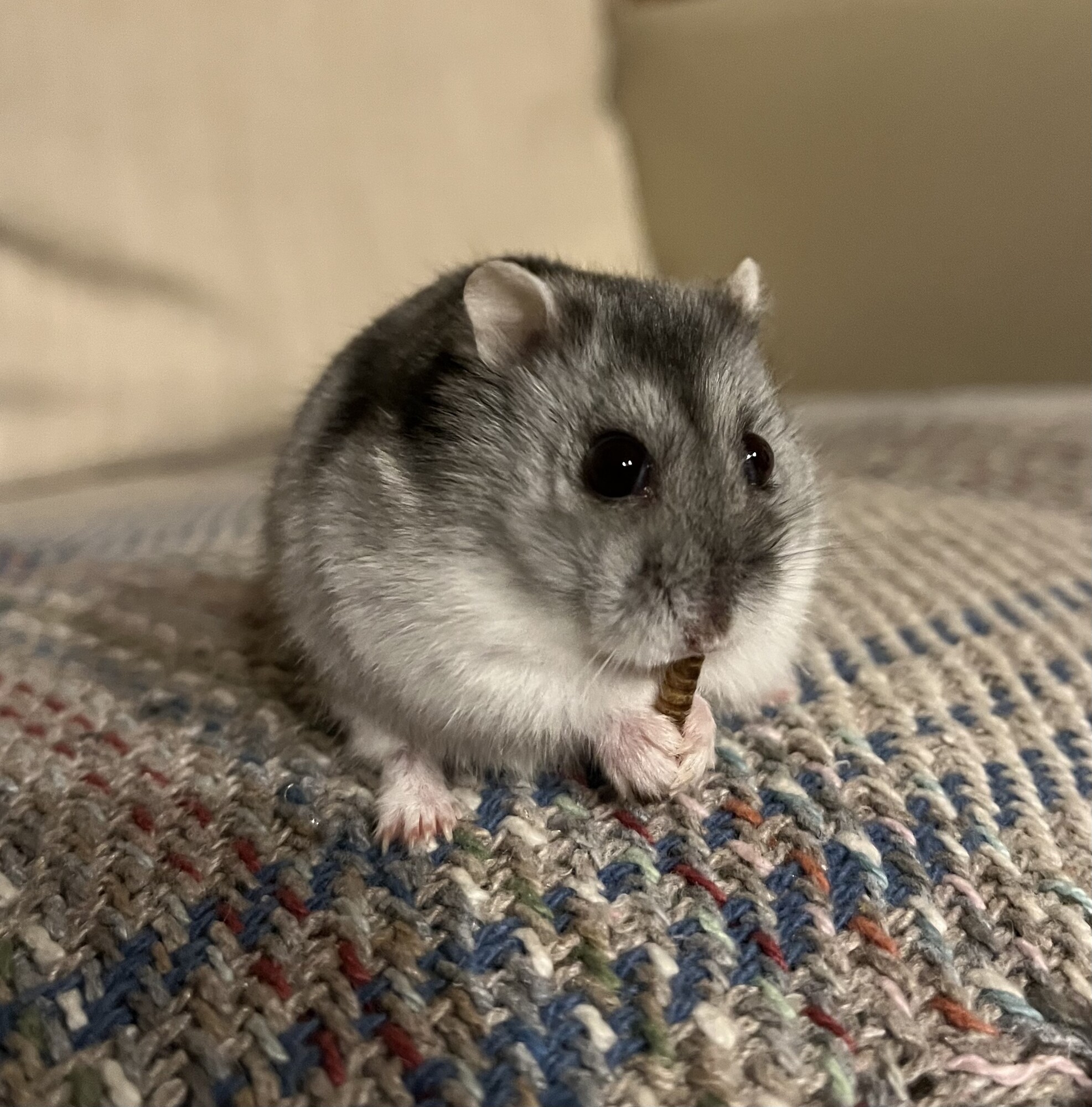 Robo Dwarf Hamster Colors Robo Dwarf Hamster Colors