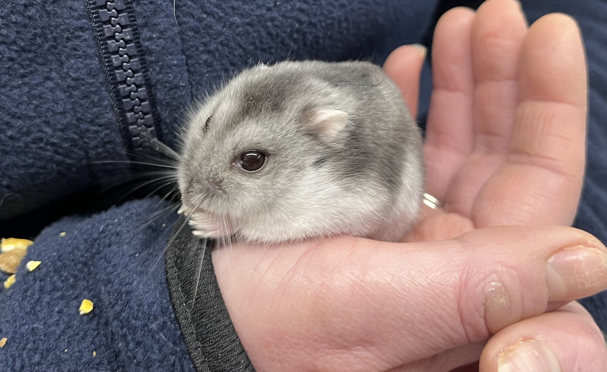 Trick-loving hamster's fresh start | Blue Cross