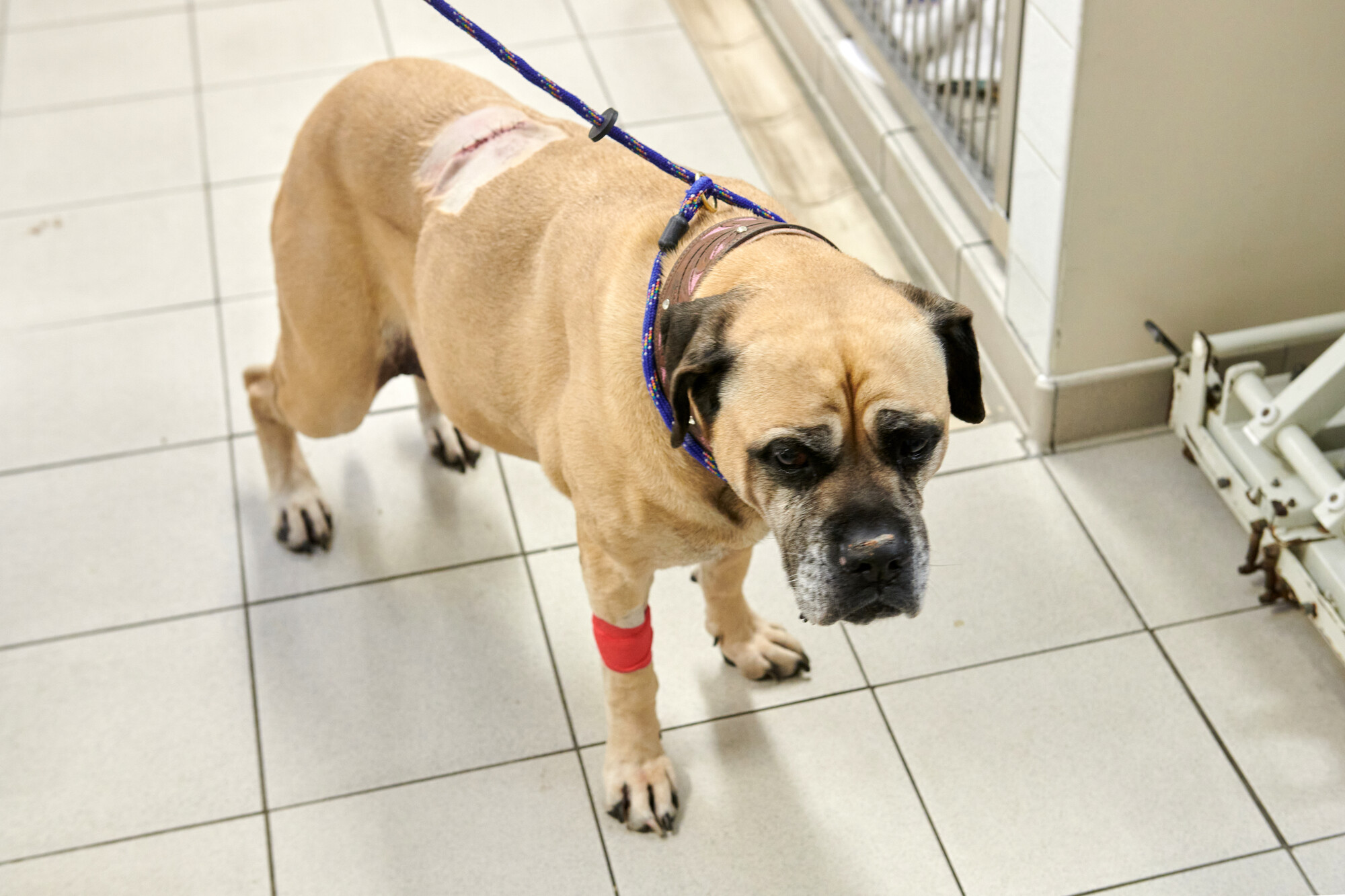 Yogi's Story | Blue Cross