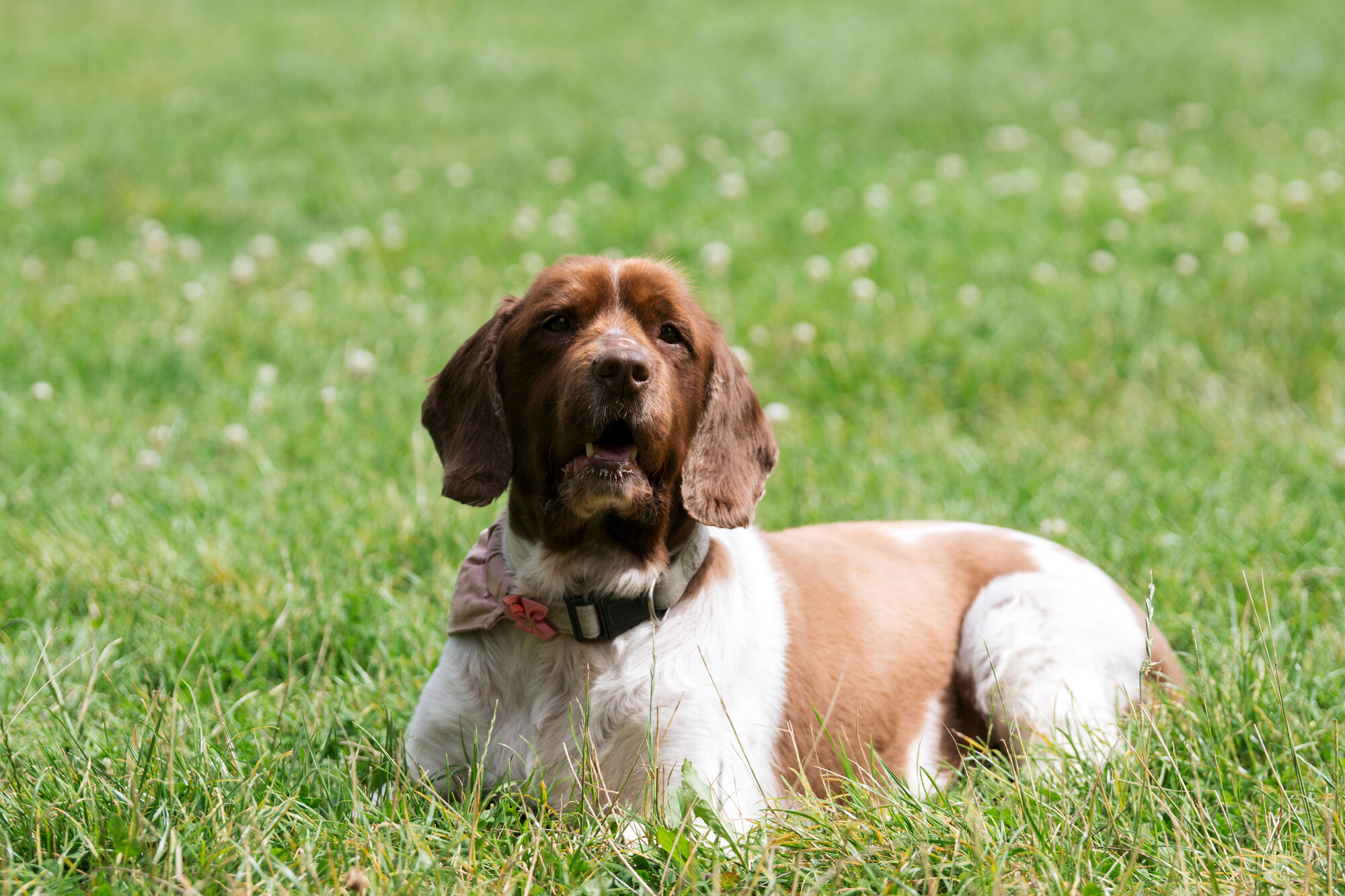 Top Spring Dog Walks | Blue Cross