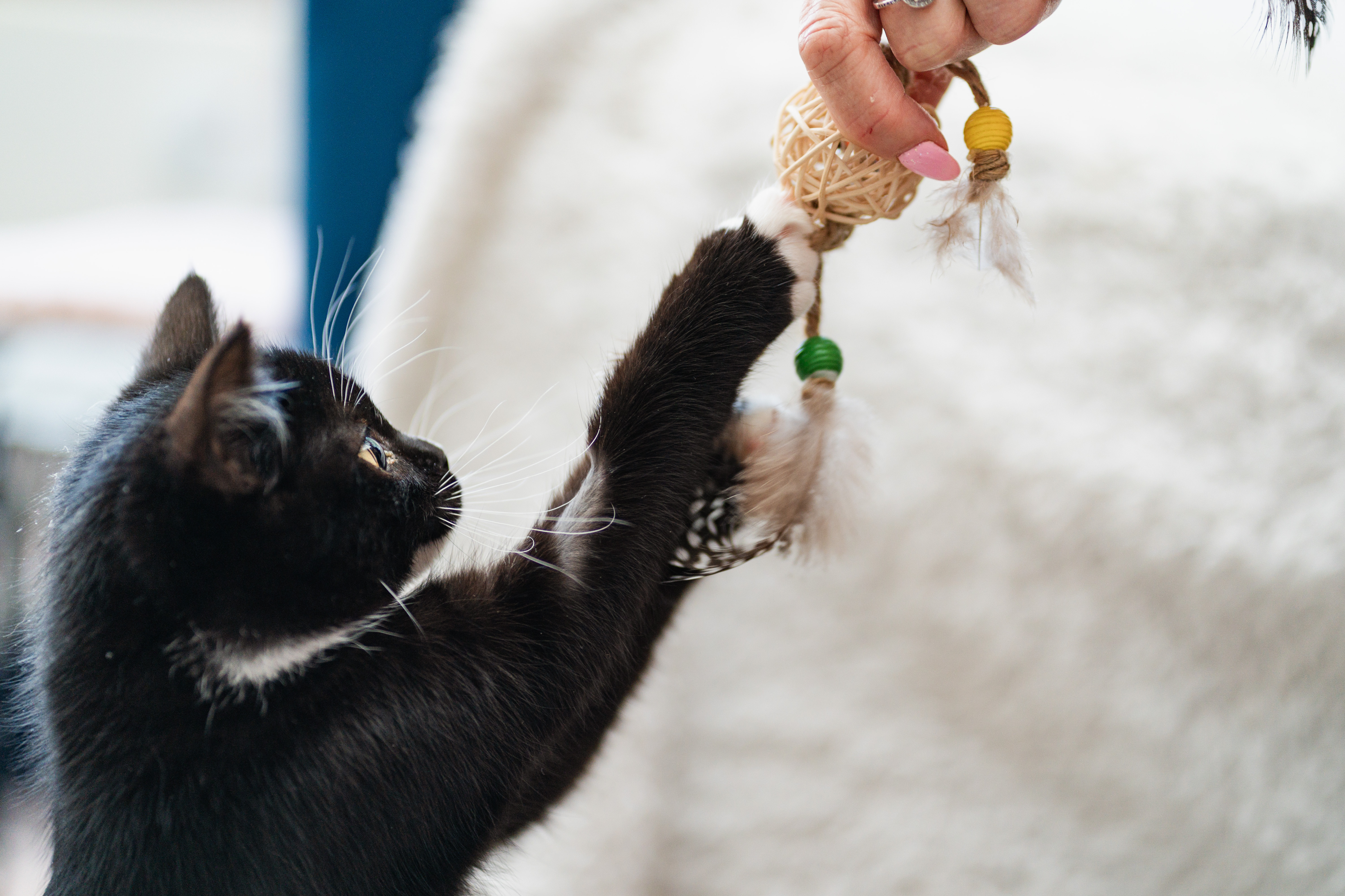 One-eyed kitten Delilah delights in chaos | Blue Cross