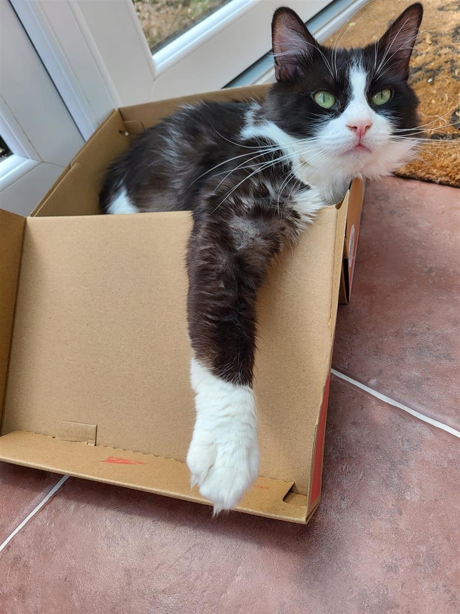 Fluffy Oreo | Blue Cross