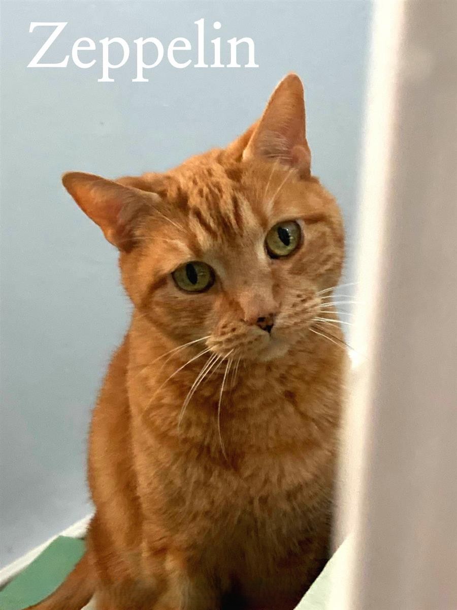 Zeppelin | Blue Cross