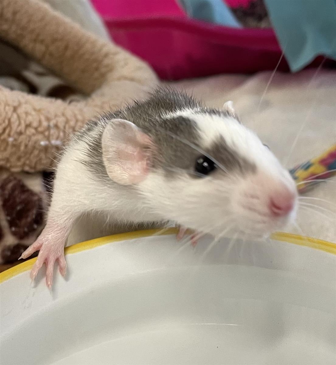 Zoe, (Zelda, Zara And Ziggy) | Blue Cross