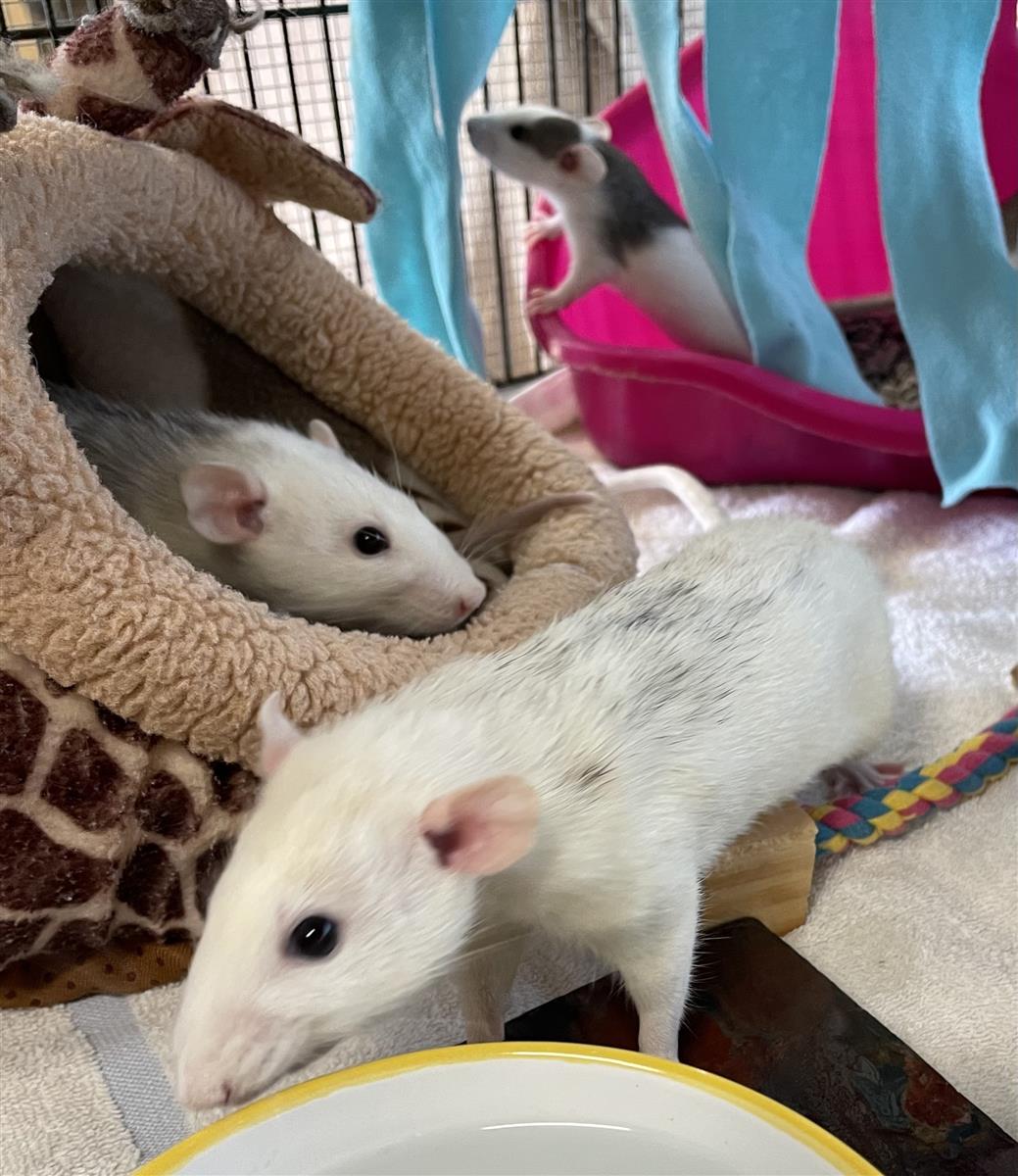 Ziggy, (Zelda, Zara And Zoe) | Blue Cross