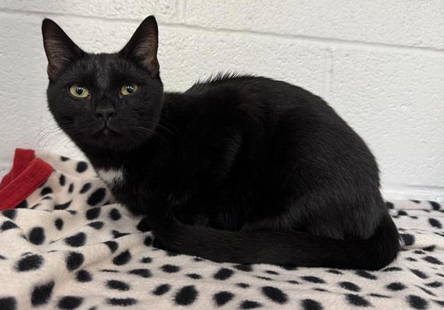 Tinkerbell (and Trixie) | Blue Cross