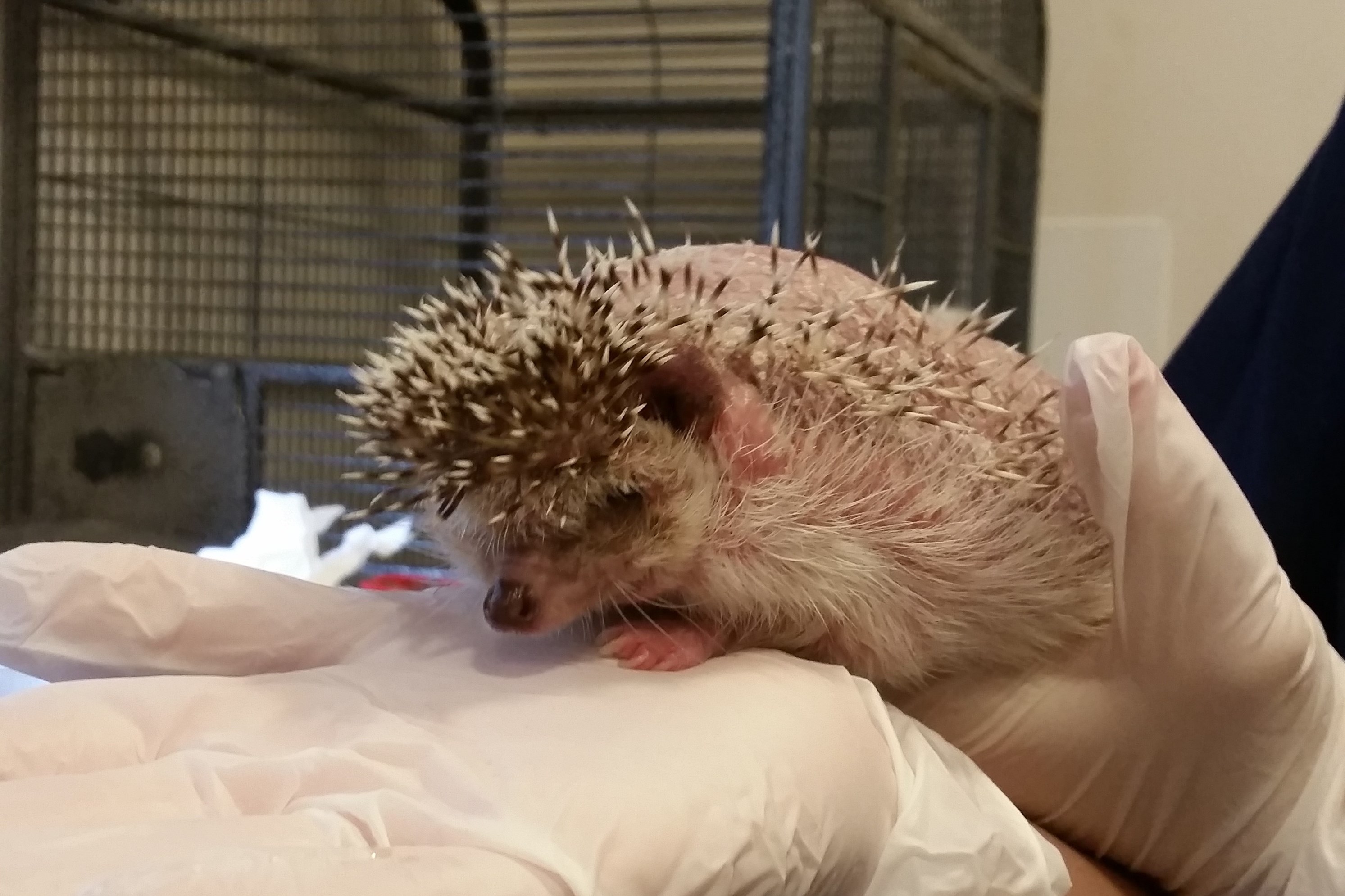 From loved to litter – but Hedgy’s safe now | Blue Cross