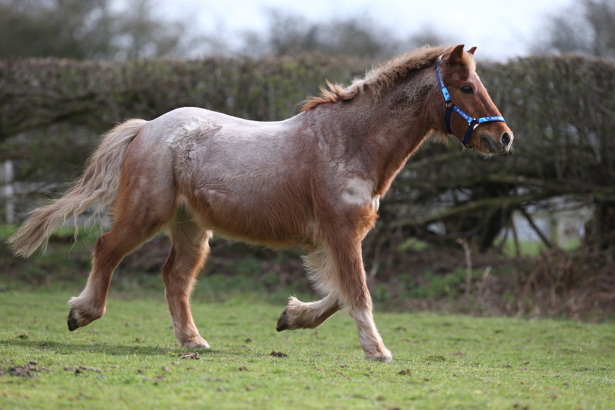 Therapy pony helps sick and disabled children | Blue Cross