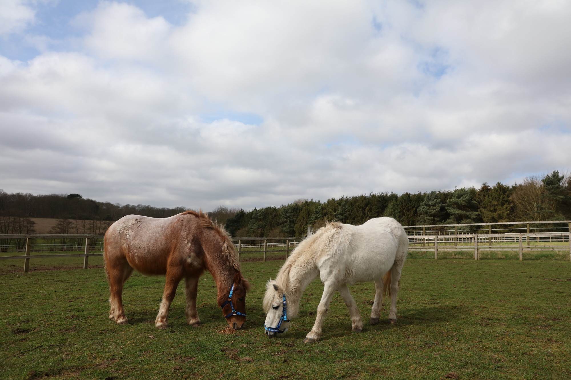Therapy pony helps sick and disabled children | Blue Cross