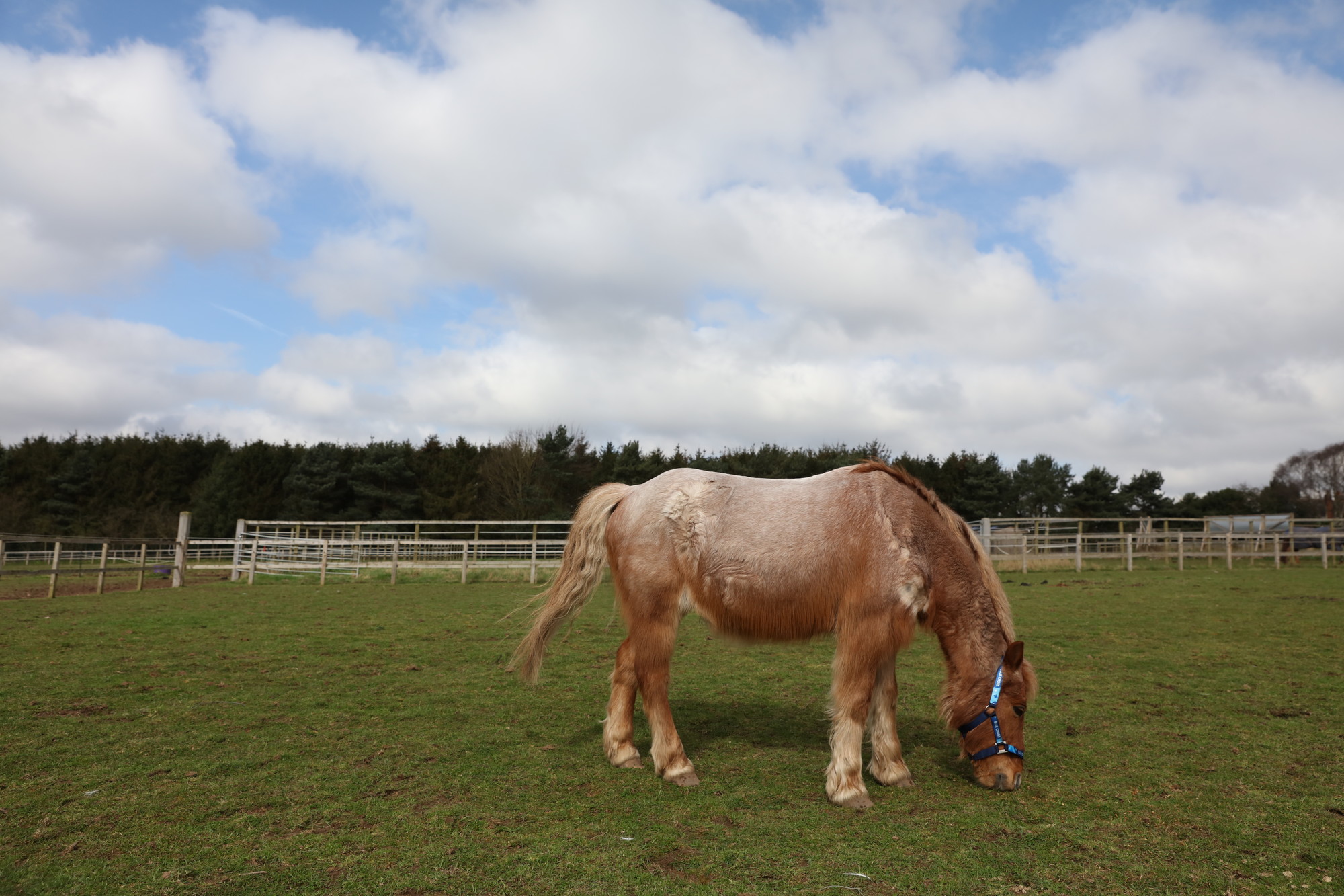 Therapy pony helps sick and disabled children | Blue Cross
