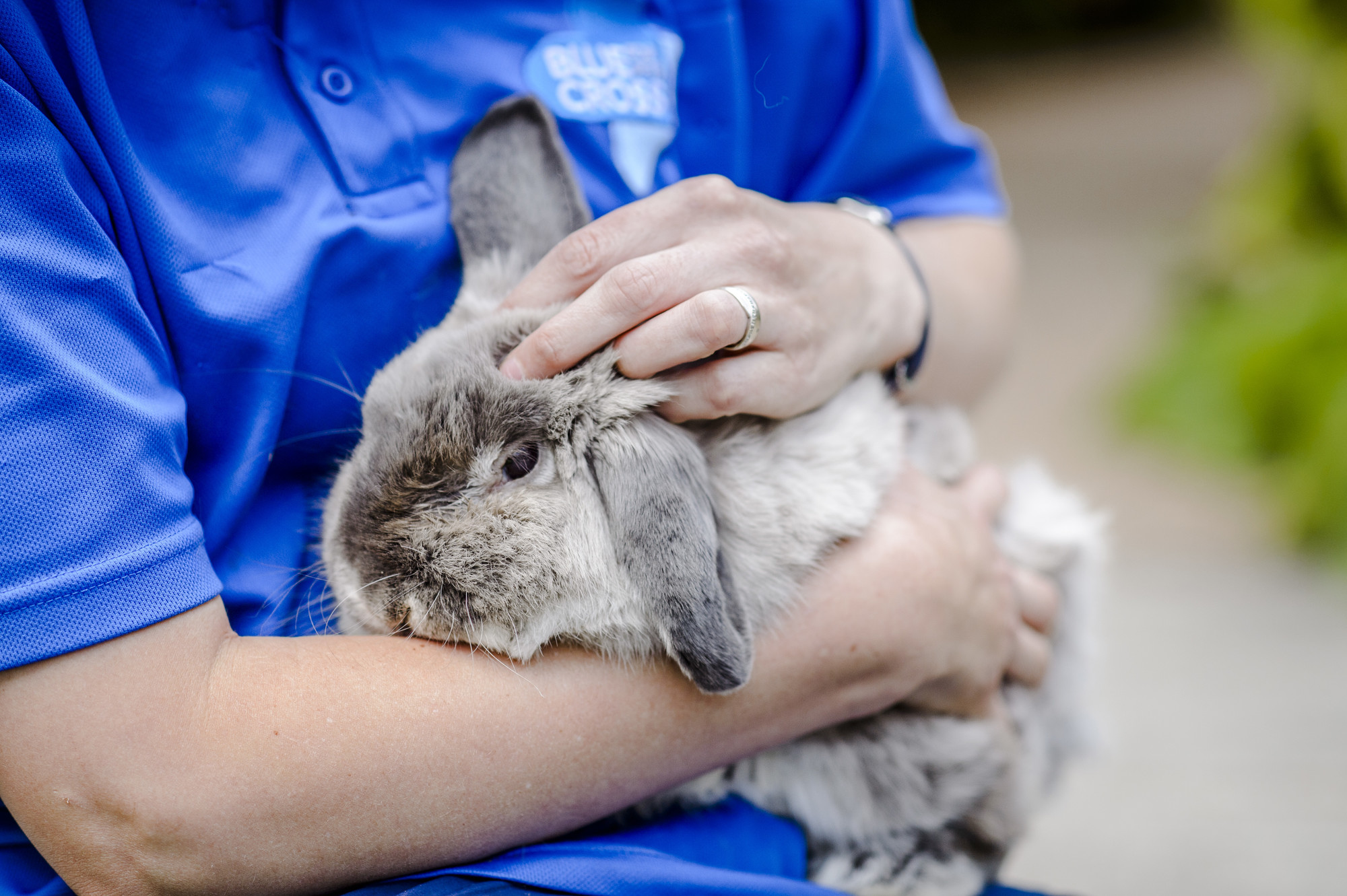 RHD2 (Rabbit Haemorrhagic Disease) | Blue Cross