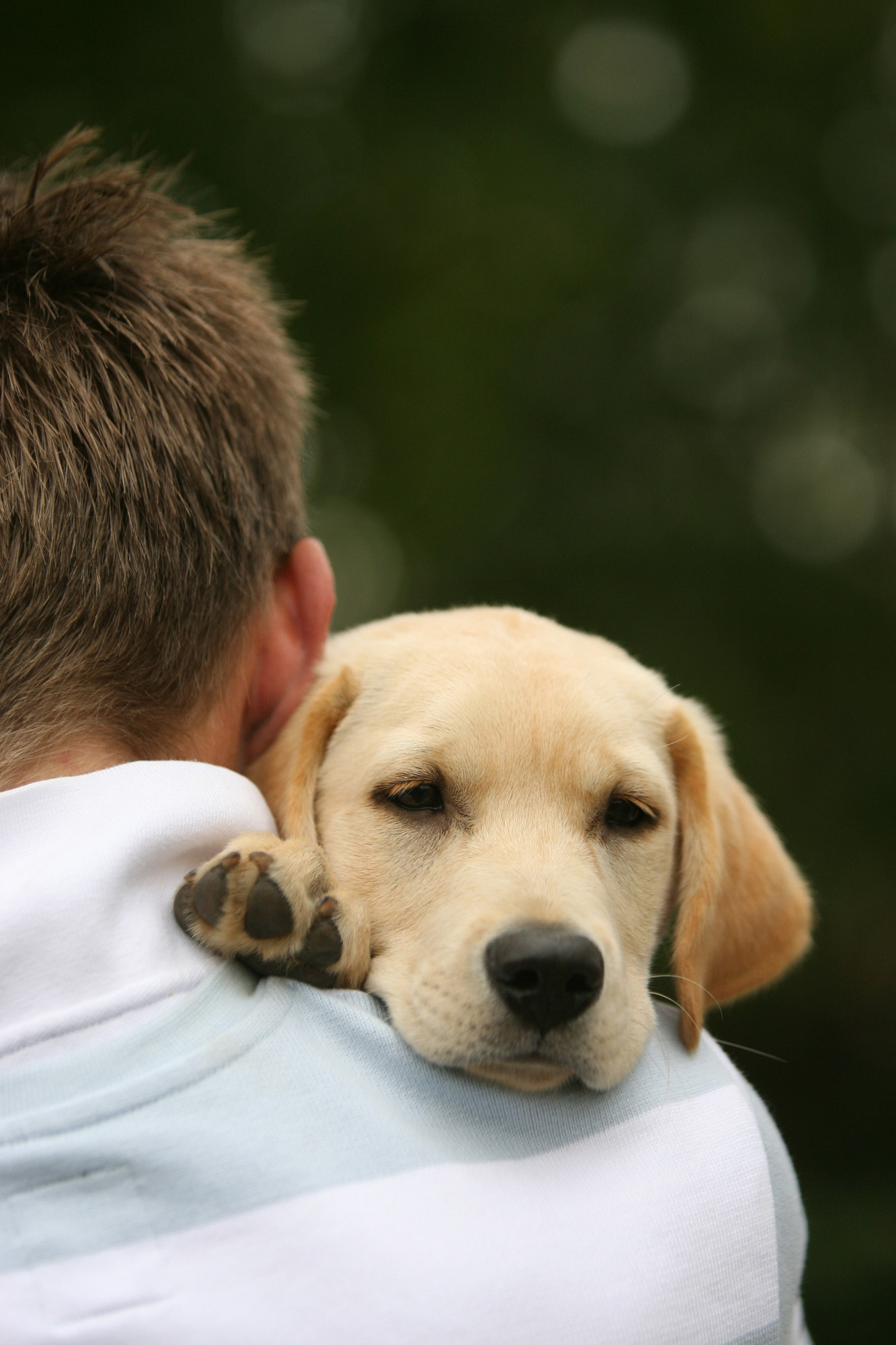 How do I look after my new puppy? | Blue Cross