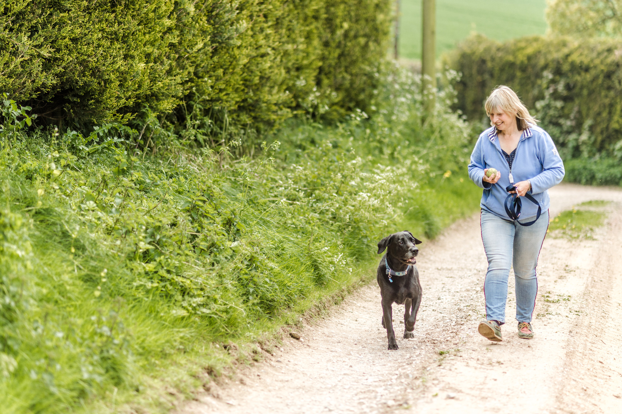 Starving stray Labrador thrives in loving home | Blue Cross