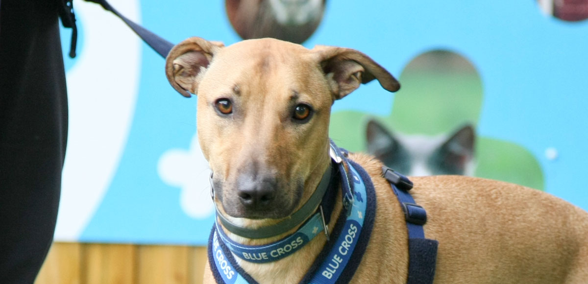 Archie finds his dream home after waiting more than seven months | Blue ...