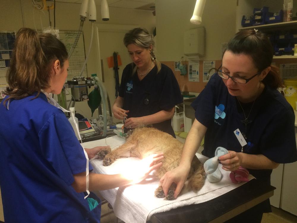 Pyometra in Dogs | Causes, Symptoms & Treatment | Blue Cross