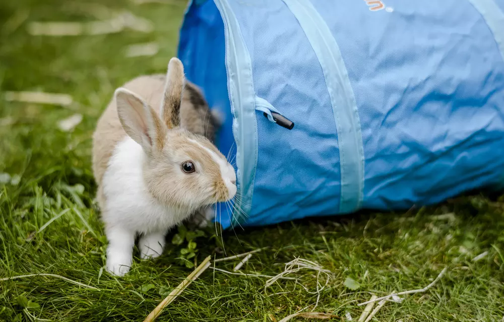 Facts About Rabbits | Blue Cross