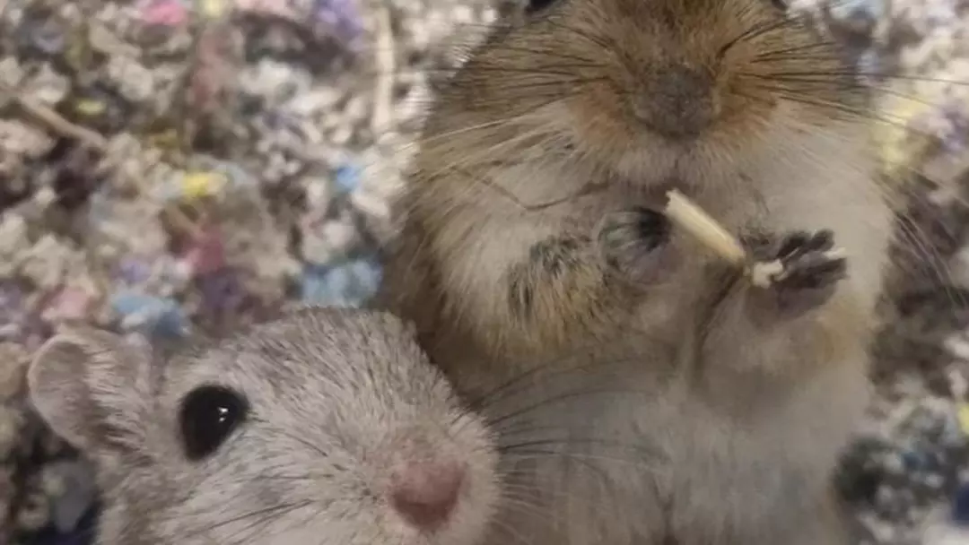 Simba (Timone & Pumba) | Blue Cross