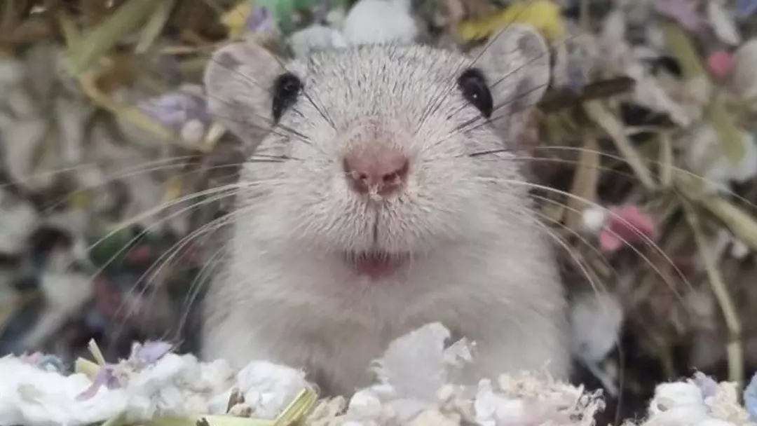 Simba (Timone & Pumba) | Blue Cross