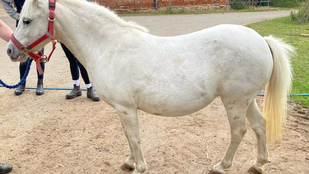 Merrylegs | Blue Cross