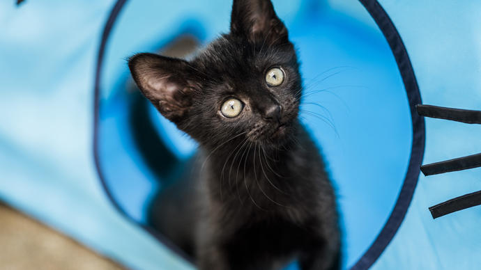 Donate to Blue Cross | Help change pets' lives