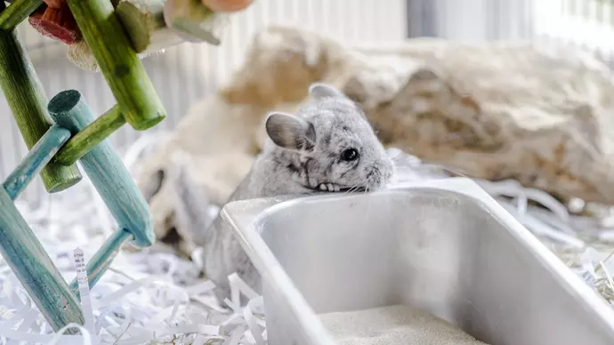 chinchilla guidepost