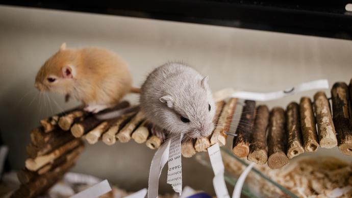 Gerbil Advice | Blue Cross