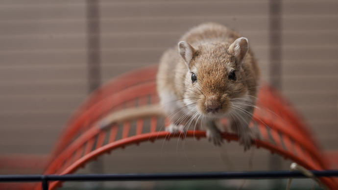 Gerbil Advice | Blue Cross