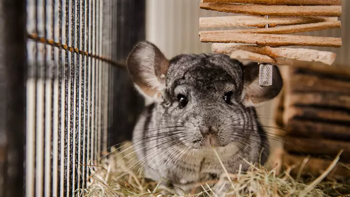 chinchilla guidepost