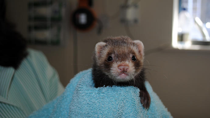 Ferret Advice | Blue Cross