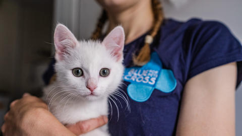 Christmas appeal | All we need is you | Blue Cross