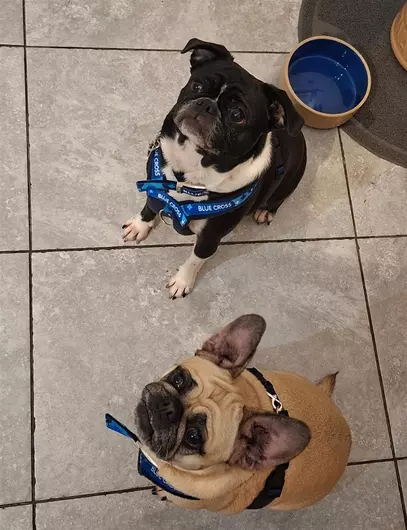 Gypsy (& Kiki) | Blue Cross