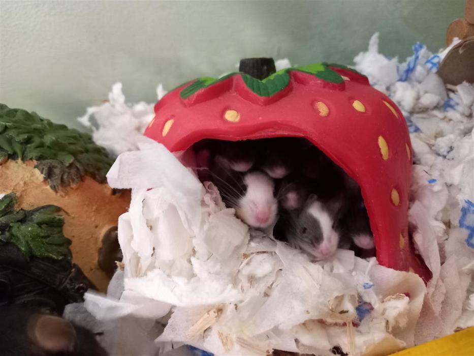 Adopt a Mouse | Blue Cross