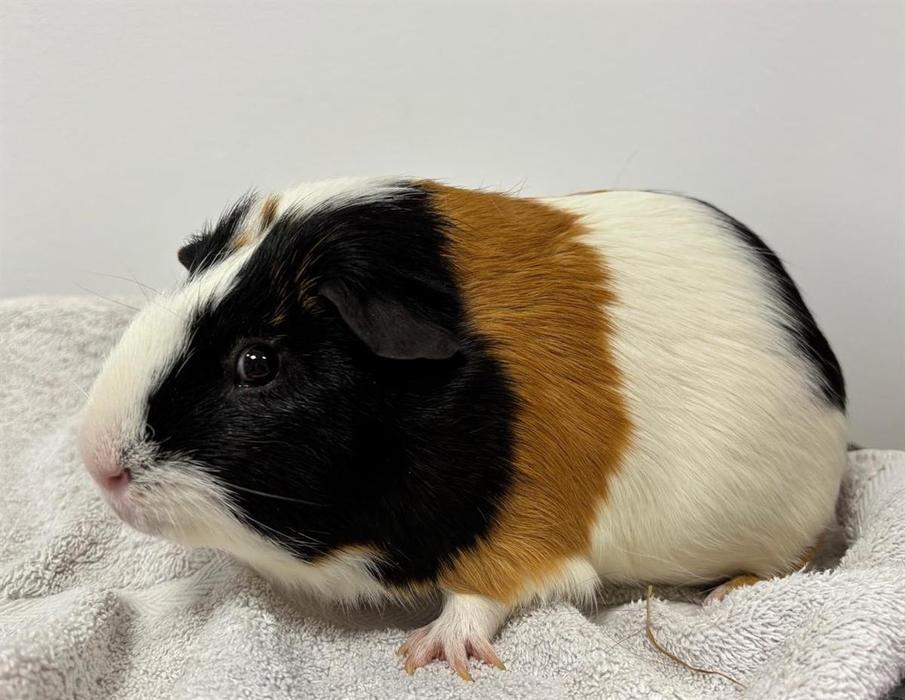Adopt a Guinea pig | Blue Cross