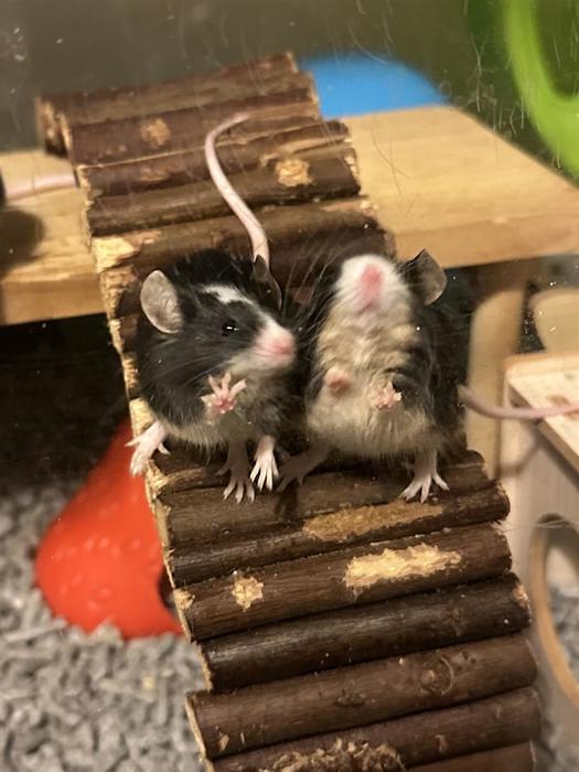 Adopt a Mouse | Blue Cross