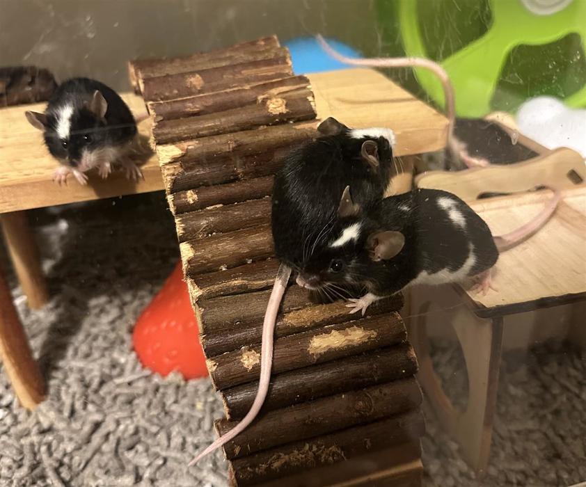 Adopt a Mouse | Blue Cross