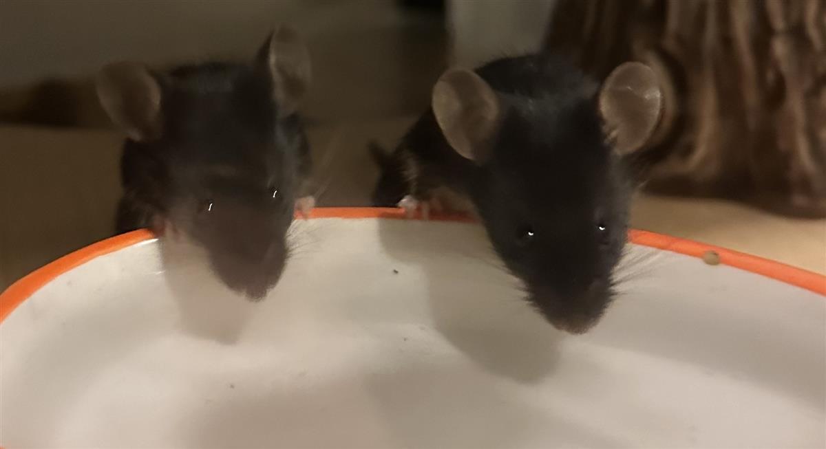 Adopt a Mouse | Blue Cross