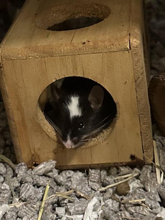 Adopt a Mouse | Blue Cross